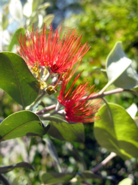 Exotic and Tropical Plants Seeds, Page 2