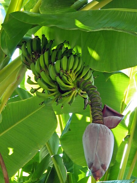 Banana Seeds