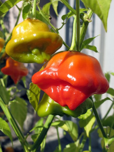 Buy mild chilli seeds – low-heat chilli varieties