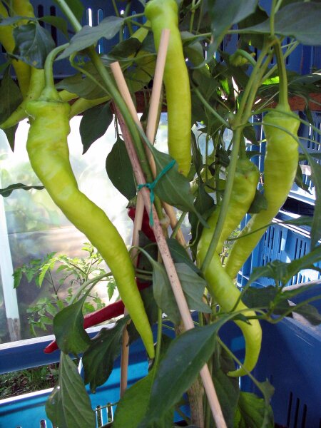 Tapered Peppers Seeds