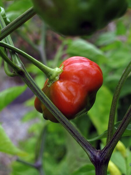 Seeds for the world's hottest chillies