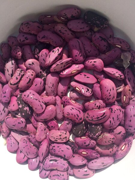 Bean Seeds