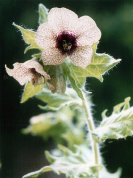 Hyoscyamus