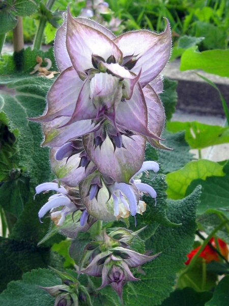 Seeds for magical plants