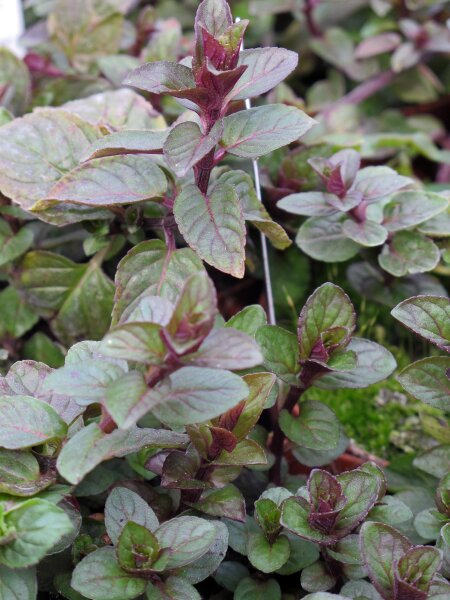 Mint varieties and plants