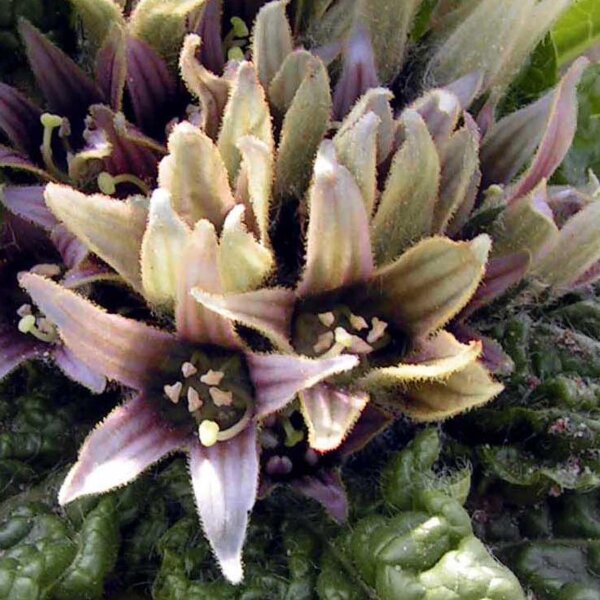 Mandrakes – varieties of the magical Mandragora plants