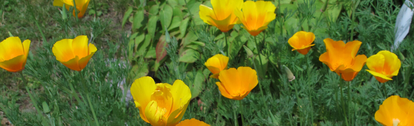 California poppy – shining the way to the future for our gardens