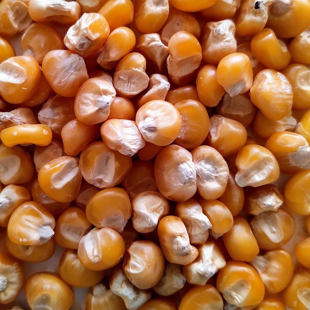 Maize 'Badischer Landmais' (Zea mays) seeds