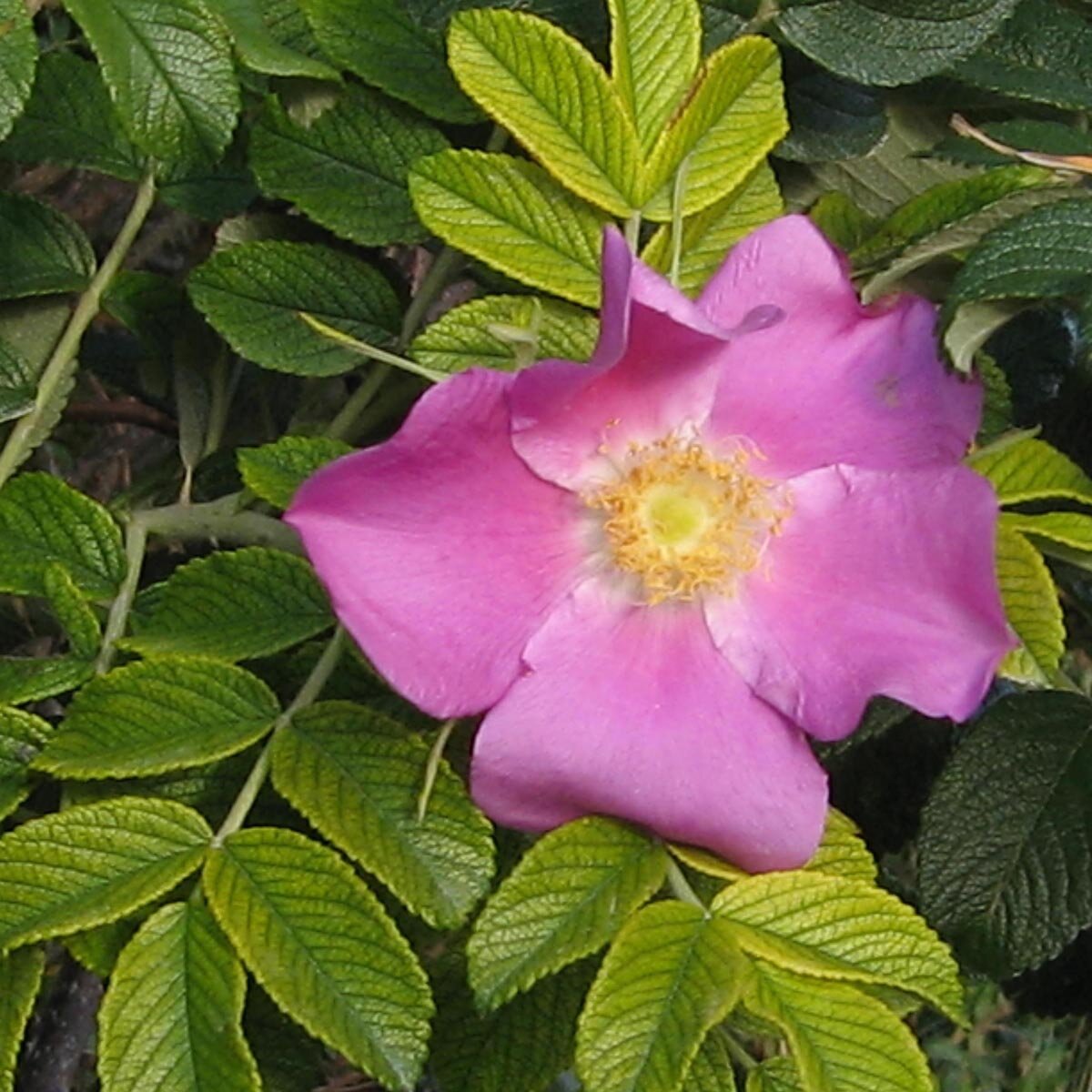 Japanese Rose / Beach Rose (Rosa rugosa) seeds