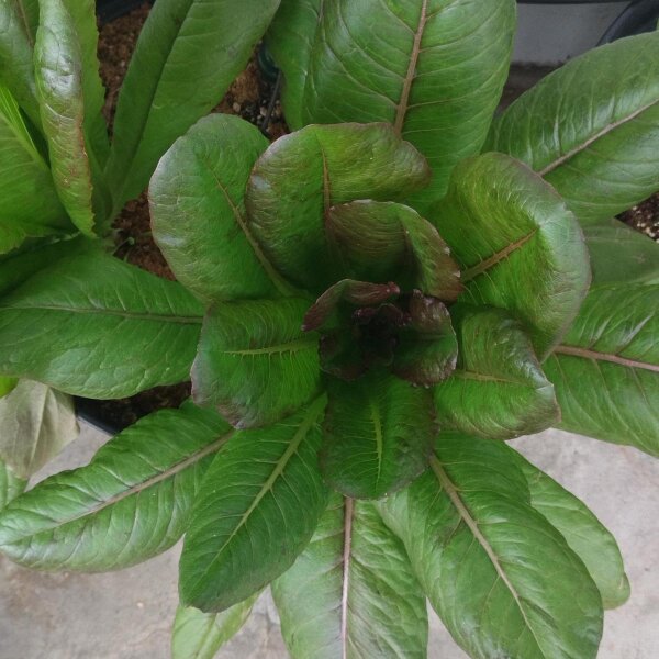 Romana-Salat 'Romaine Red Cos' (Lactuca sativa) - ca. 80 Biosamen