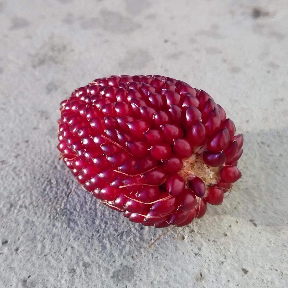 Indian Red Maize 'Joro' (Zea mays) seeds
