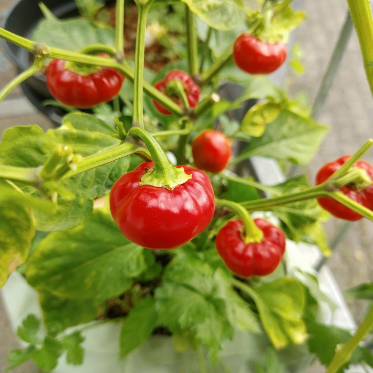 Chilli Pepper 'Paradiso' (Capsicum frutescens) organic seeds