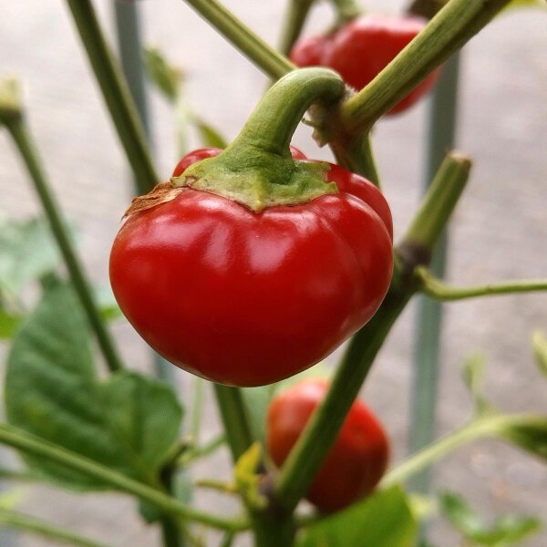 Chilli Pepper 'Paradiso' (Capsicum frutescens) organic seeds