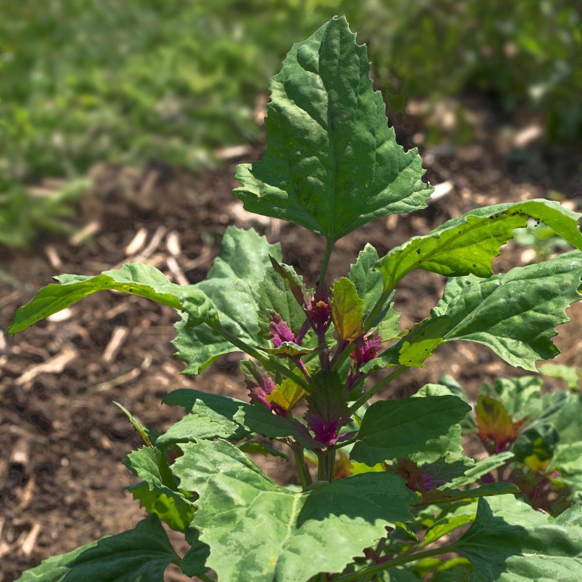 Tree Spinach 'Magenta Spreen' (Chenopodium giganteum) organic seeds