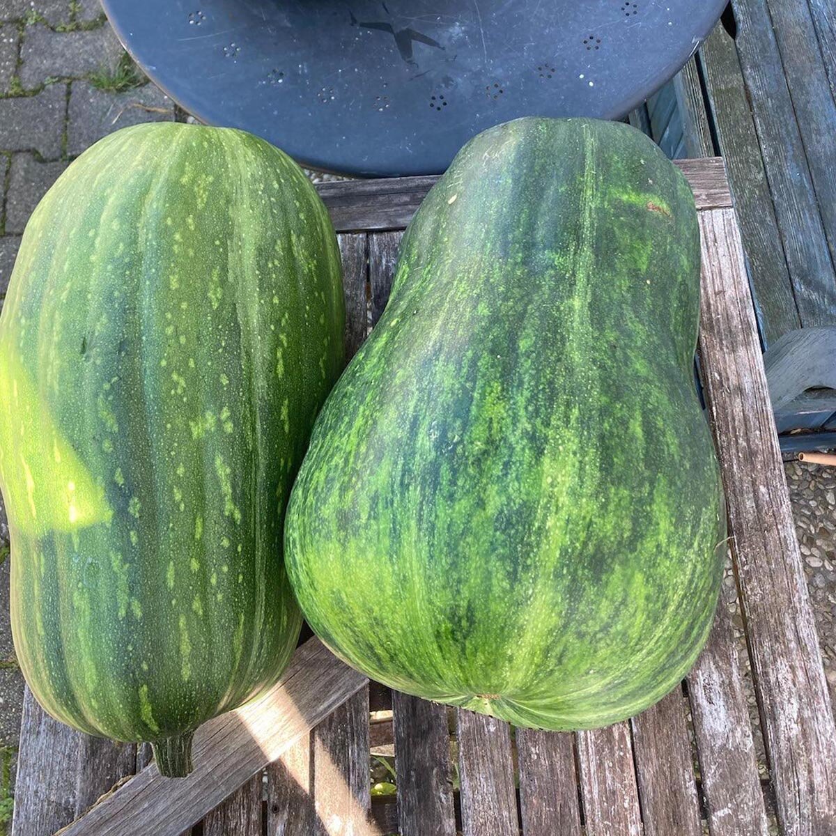 Pumpkin 'Lunga di Napoli' (Cucurbita moschata) organic seeds