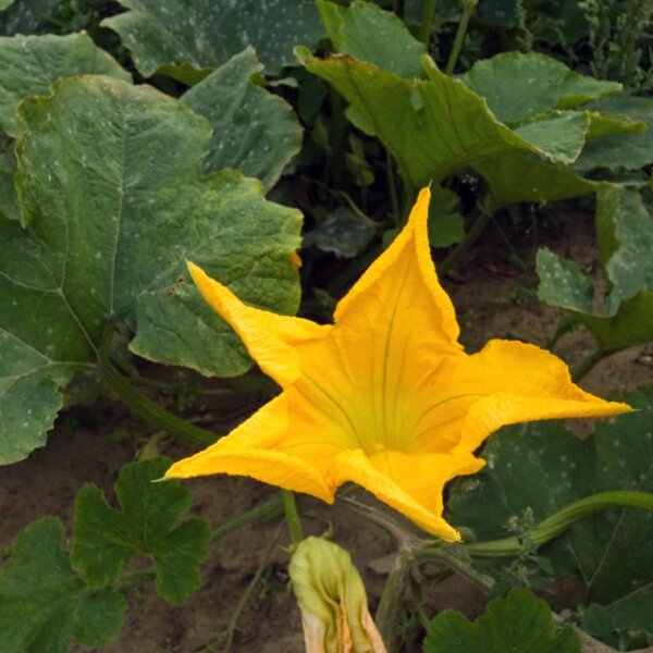 Pumpkin 'Lunga di Napoli' (Cucurbita moschata) organic seeds