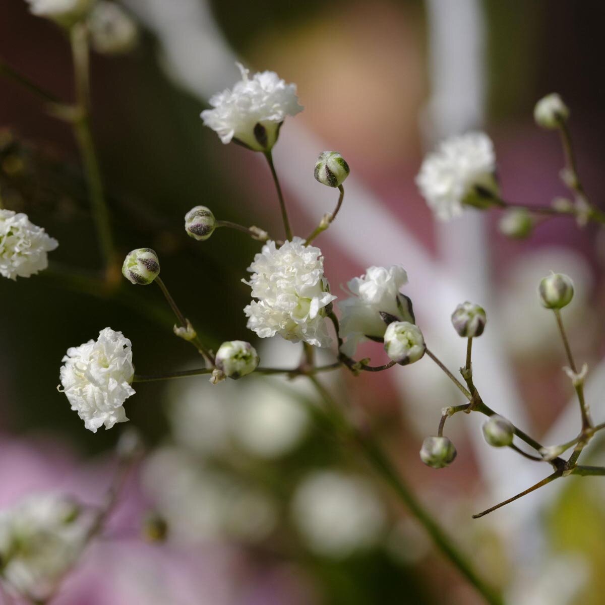 Baby's Breath (Gypsophila paniculata) seeds