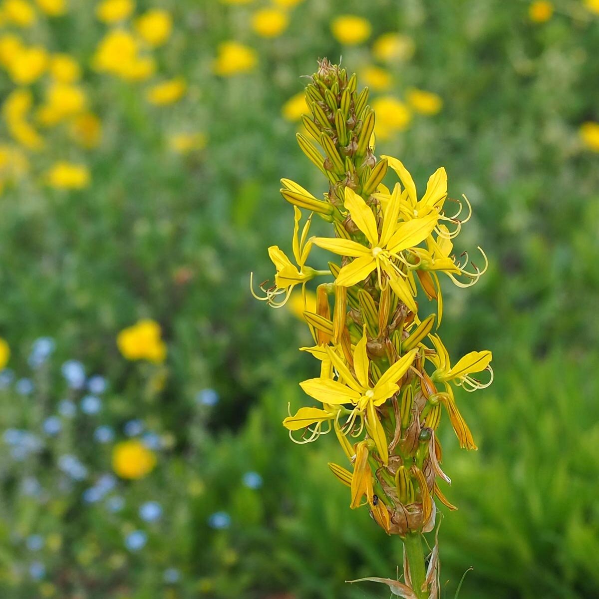 King's Spear (Asphodeline lutea) seeds
