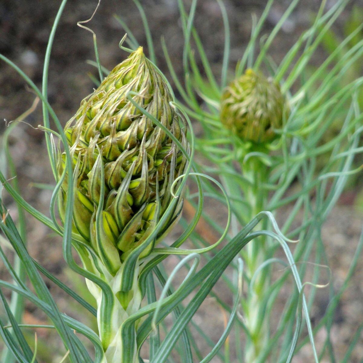 King's Spear (Asphodeline lutea) seeds