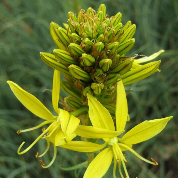 King's Spear (Asphodeline lutea) seeds