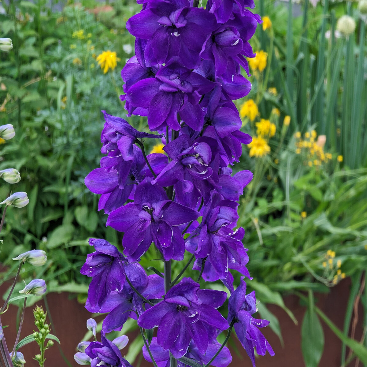 Garden Larkspur 'Magic Fountains-Dark Blue Dark Bee' (Delphinium ...