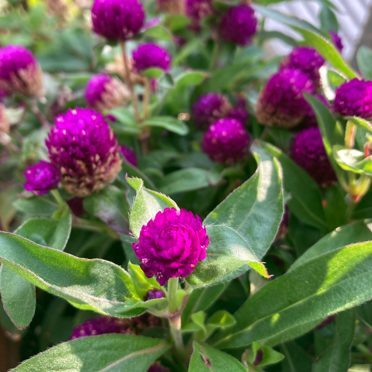 Globe Amaranth / Bachelor's Button (Gomphrena globosa) seeds