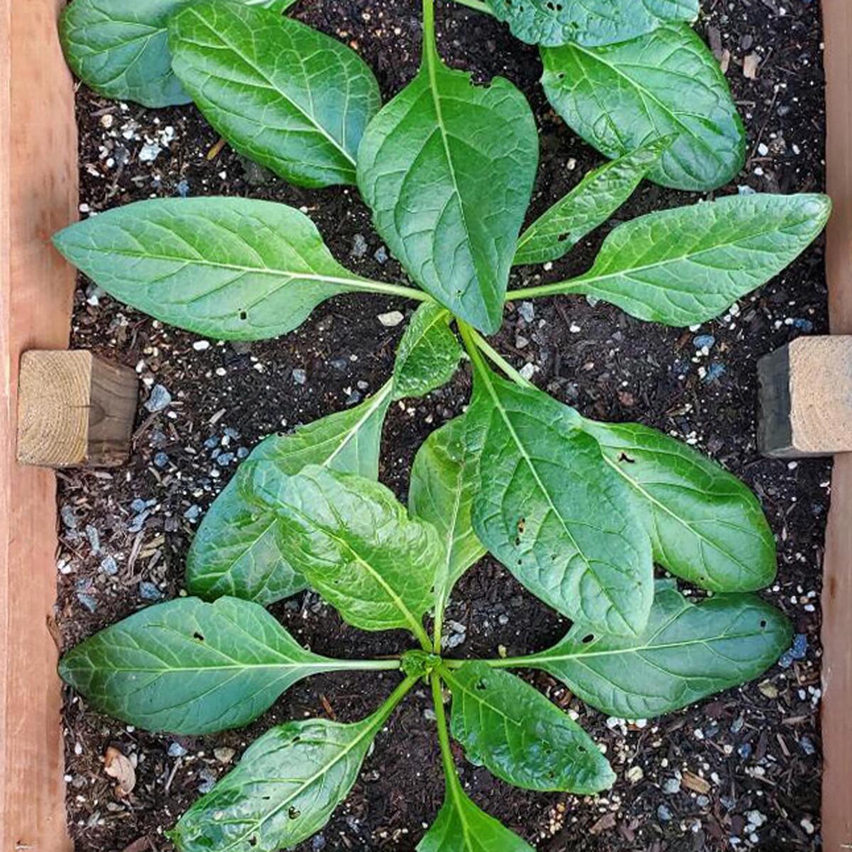 Turkmenische Alraune (Mandragora turcomanica) - ca. 5 Samen der sehr ...