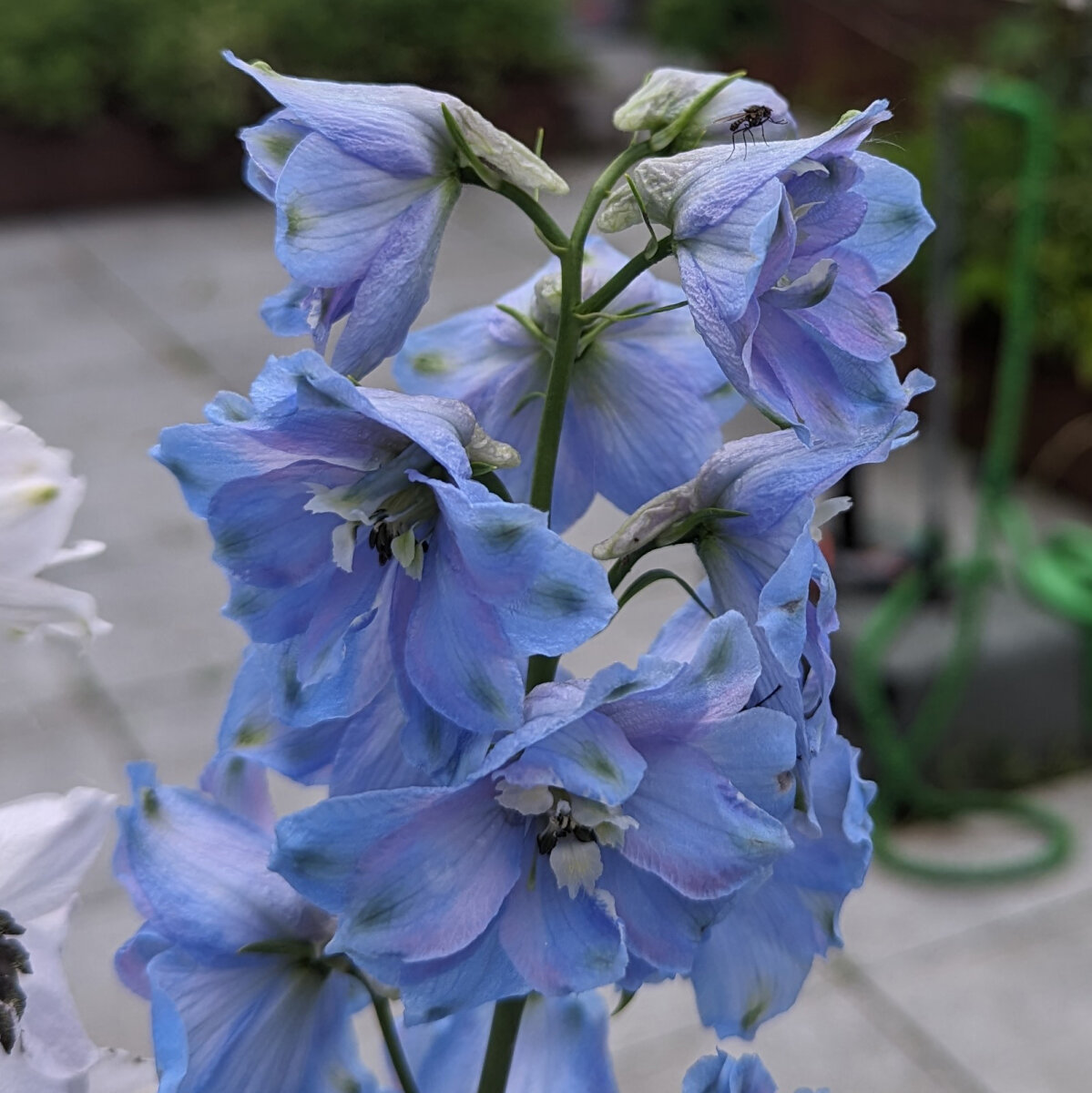 Garden Larkspur 'Magic Fountains-Sky Blue, White Bee' (Delphinium cultorum) seeds
