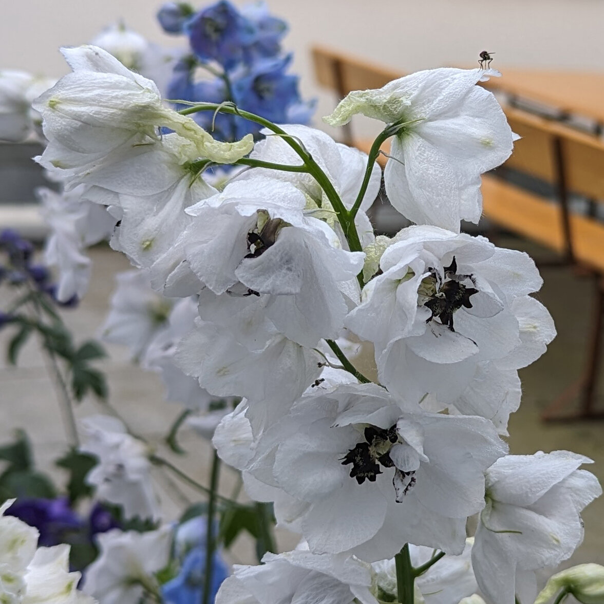 Garden Larkspur 'Magic Fountains-White, Dark Bee' (Delphinium cultorum) seeds