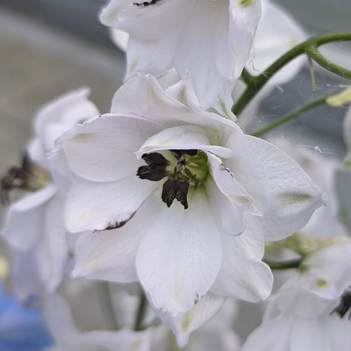 Garden Larkspur 'Magic Fountains-White, Dark Bee' (Delphinium cultorum) seeds