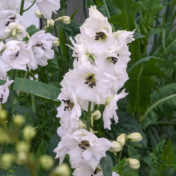 Garden Larkspur 'Magic Fountains-White, Dark Bee' (Delphinium cultorum) seeds