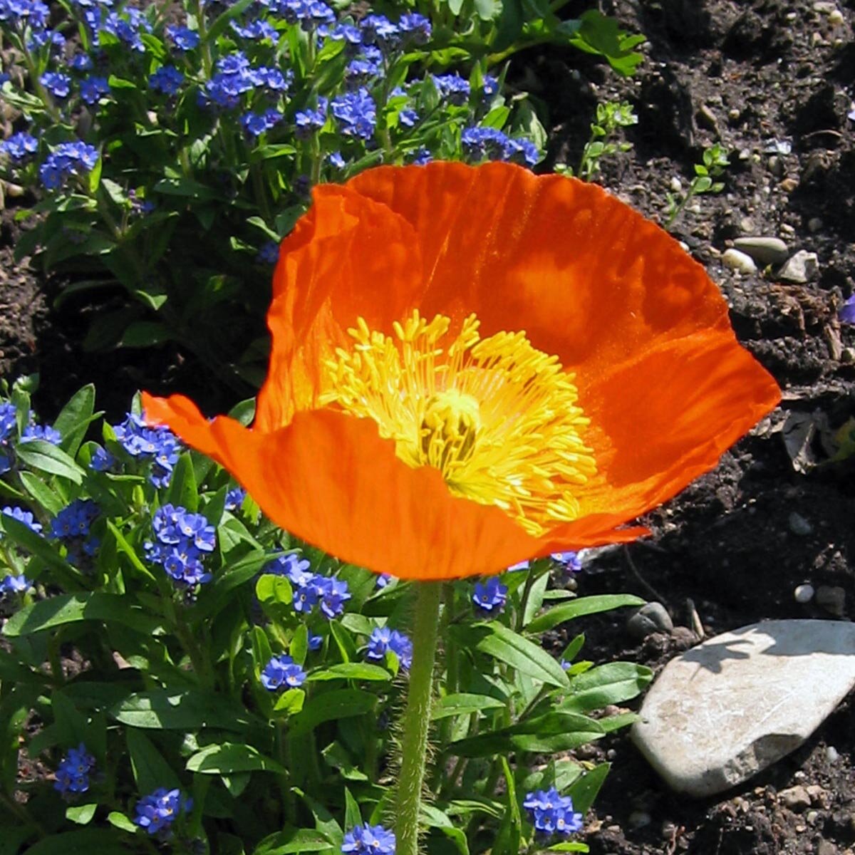 Icelandic Poppy (Papaver nudicaule) seeds