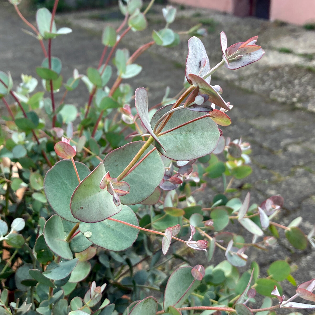 Cider Gum (Eucalyptus gunnii) seeds