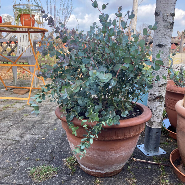 Cider Gum (Eucalyptus gunnii) seeds