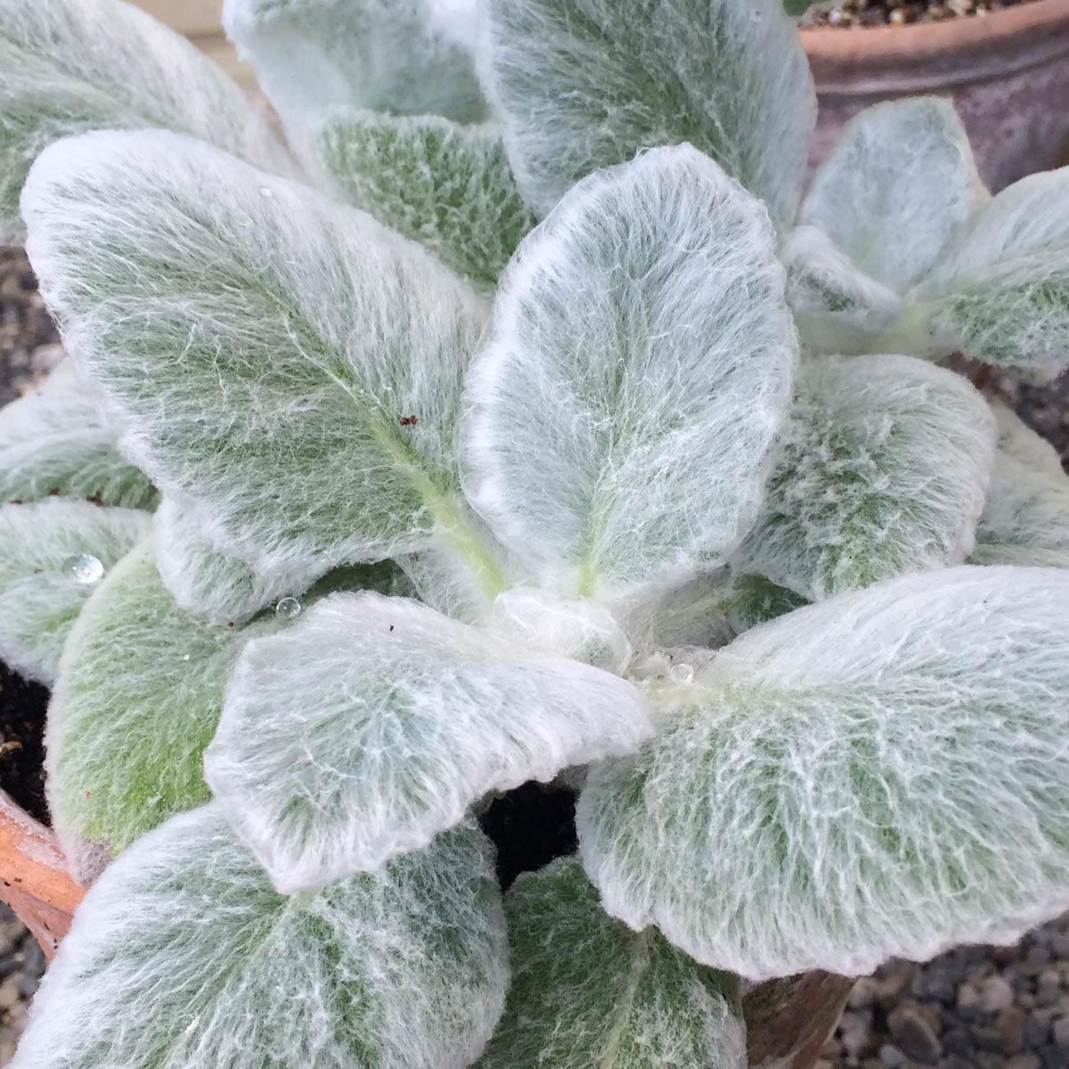 Silver Sage 'Artemis' (Salvia argentea)