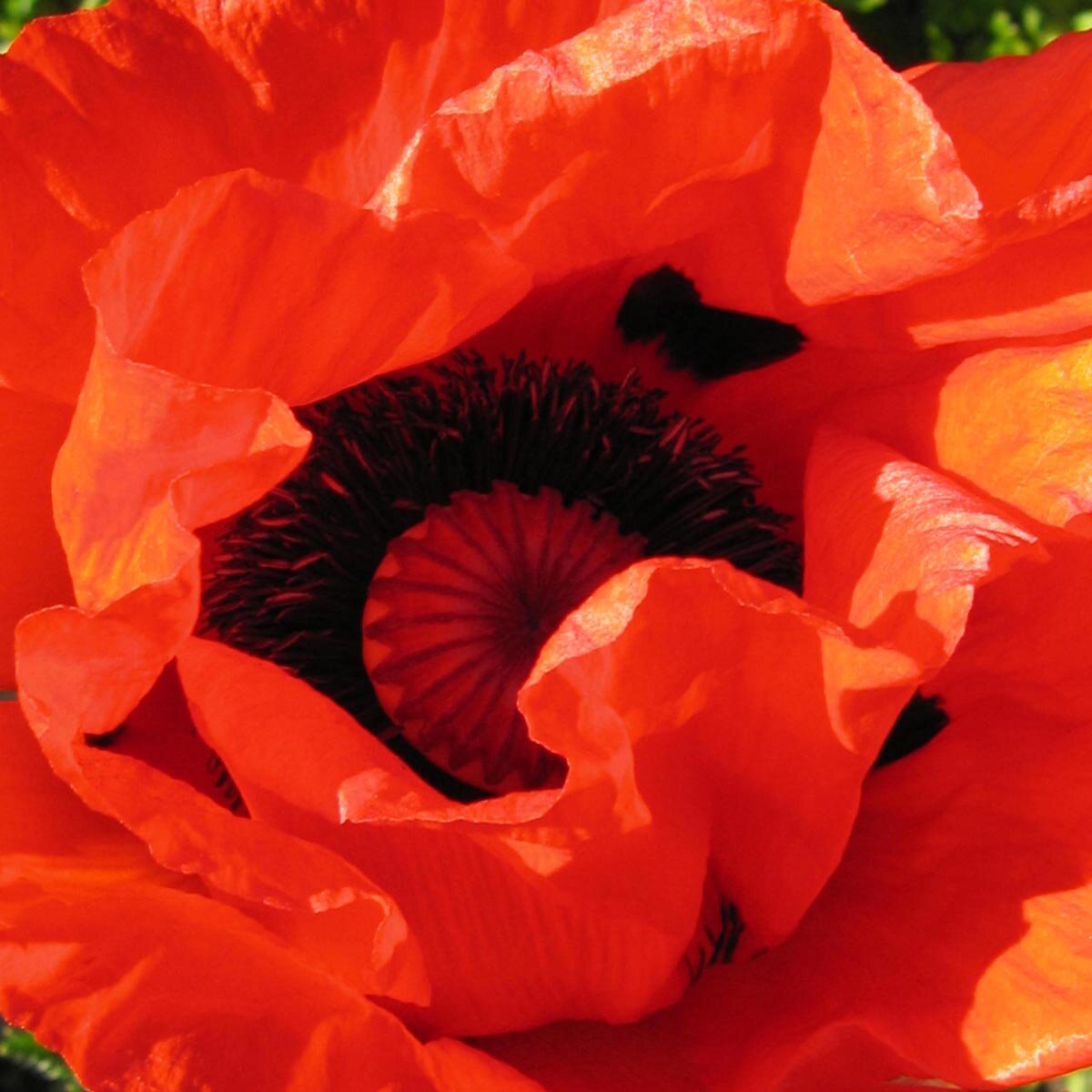 Oriental Poppy 'Allegro' (Papaver orientale) seeds