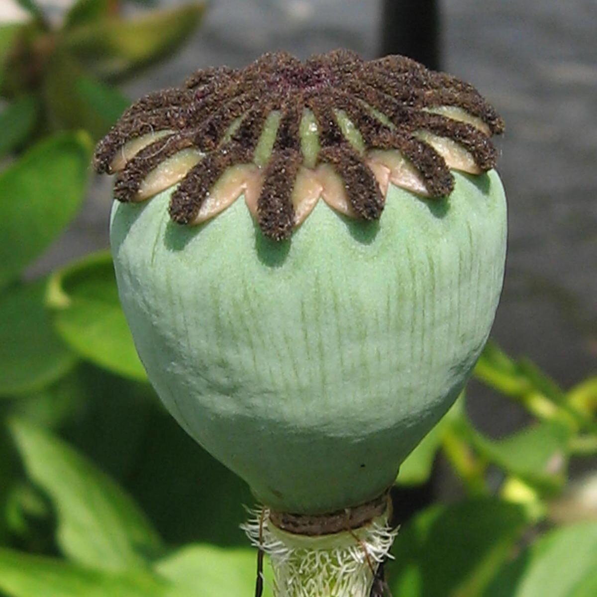 Oriental Poppy 'Allegro' (Papaver orientale) seeds