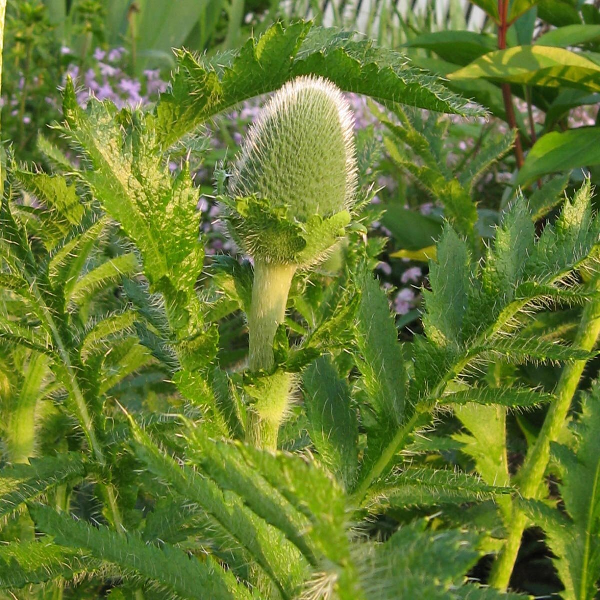 Oriental Poppy 'Allegro' (Papaver orientale) seeds