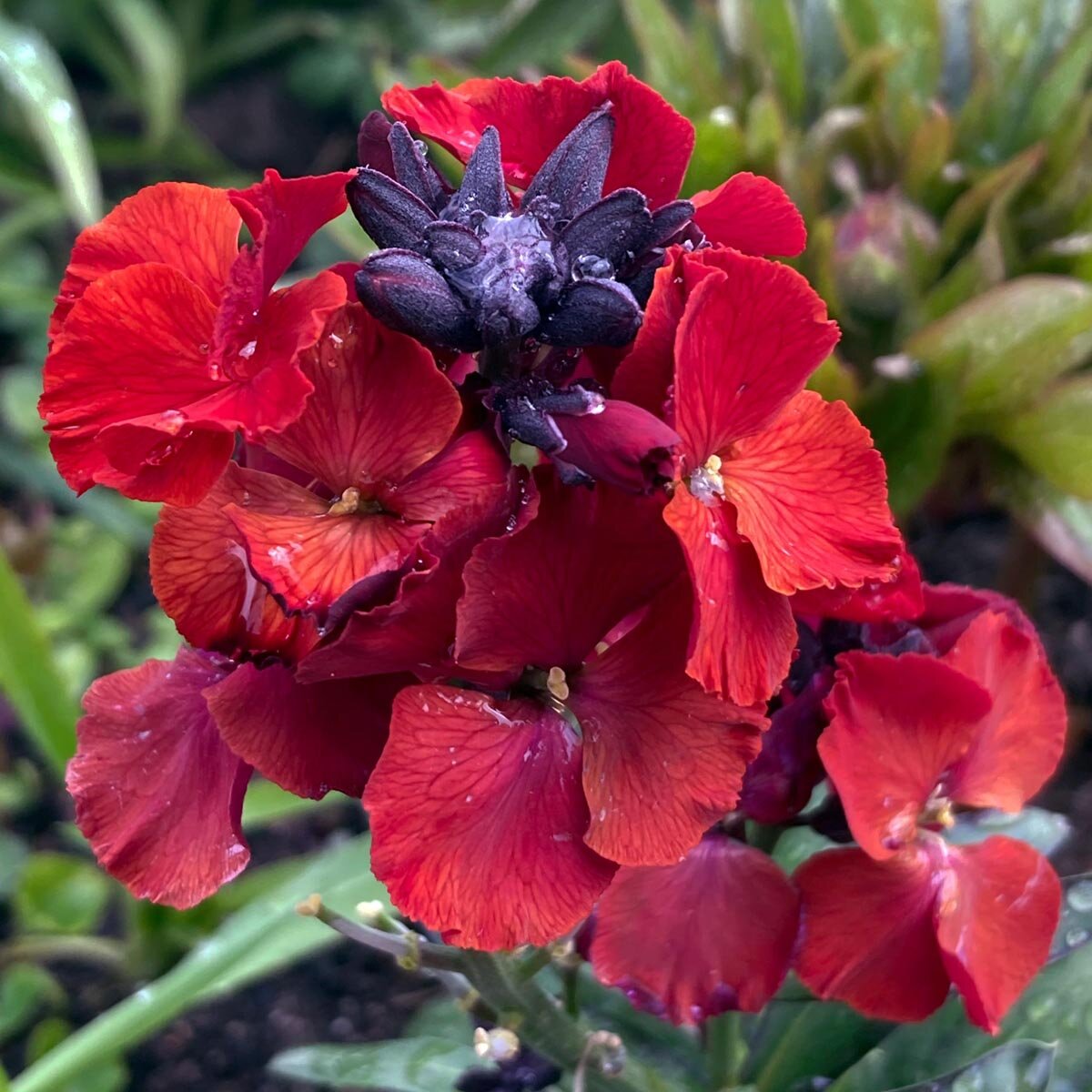 Common Wallflower 'Scarlet Emperor' (Erysimum cheiri) seeds