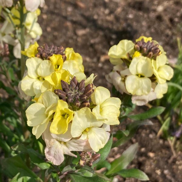 Common Wallflower 'Ivory White' (Erysimum cheiri) seeds