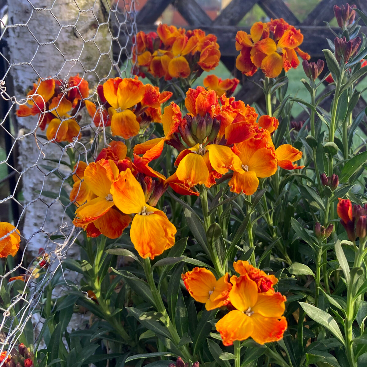 Common Wallflower 'Goliath Brown' (Erysimum cheiri) seeds