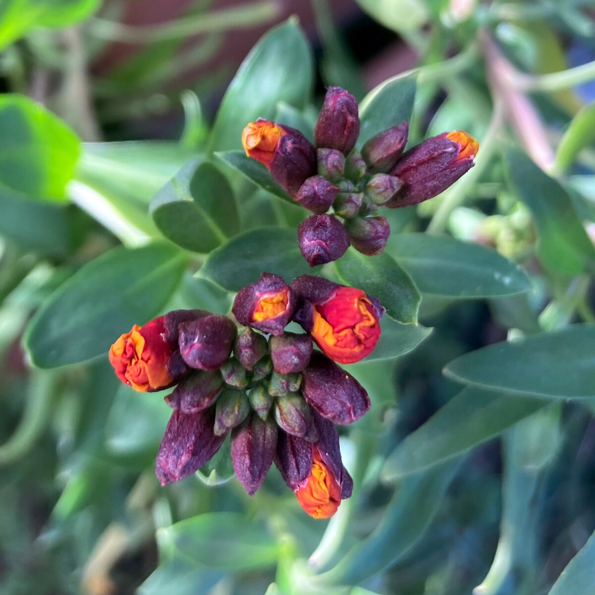 Common Wallflower 'Goliath Brown' (Erysimum cheiri) seeds