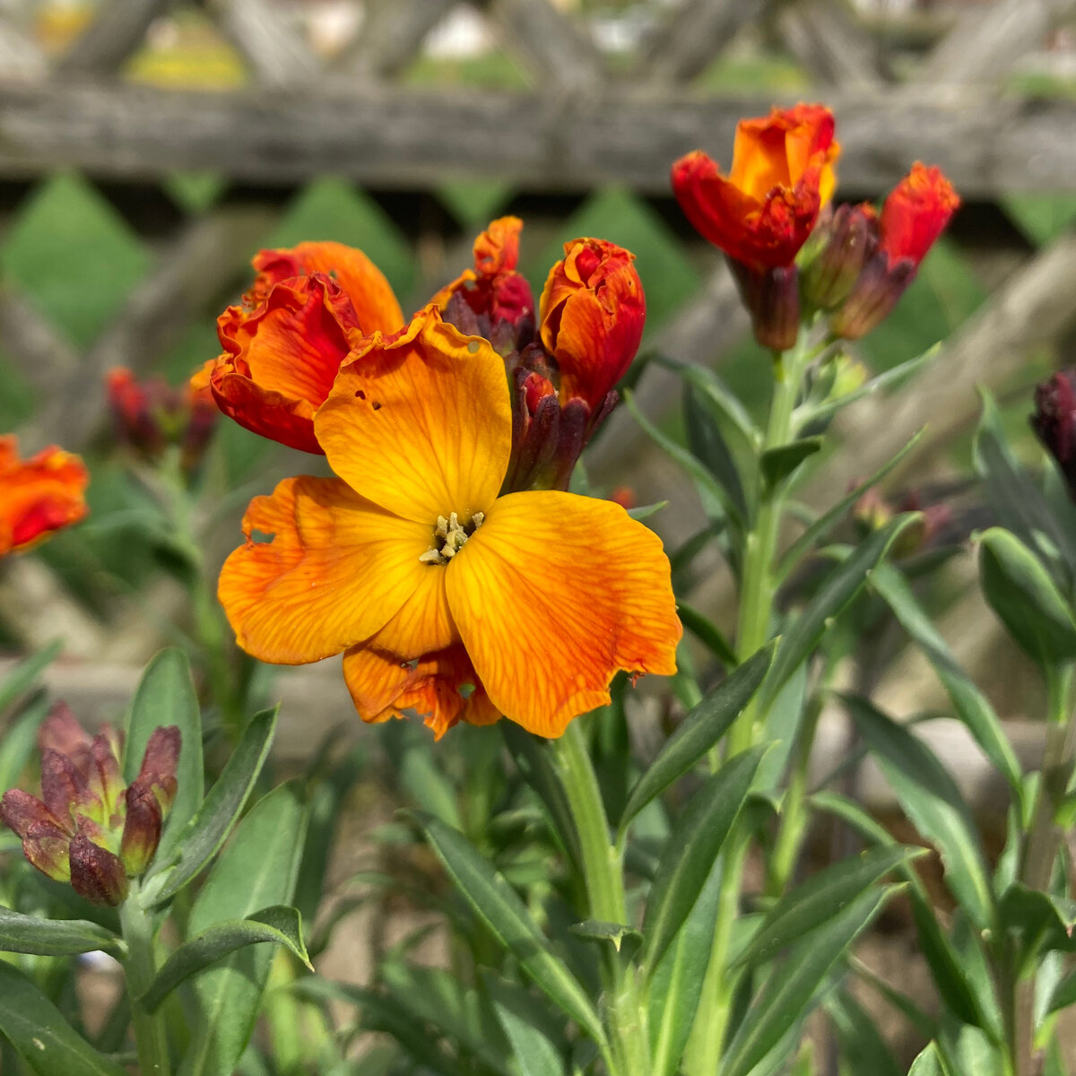 Common Wallflower 'Goliath Brown' (Erysimum cheiri) seeds