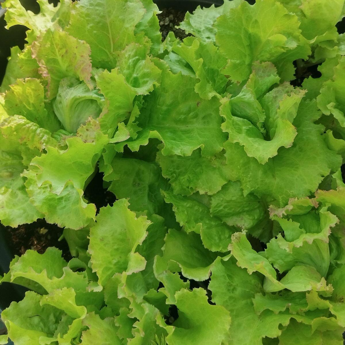 Batavia lettuce 'Grazer Krauthäuptel' (Lactuca sativa) Seeds