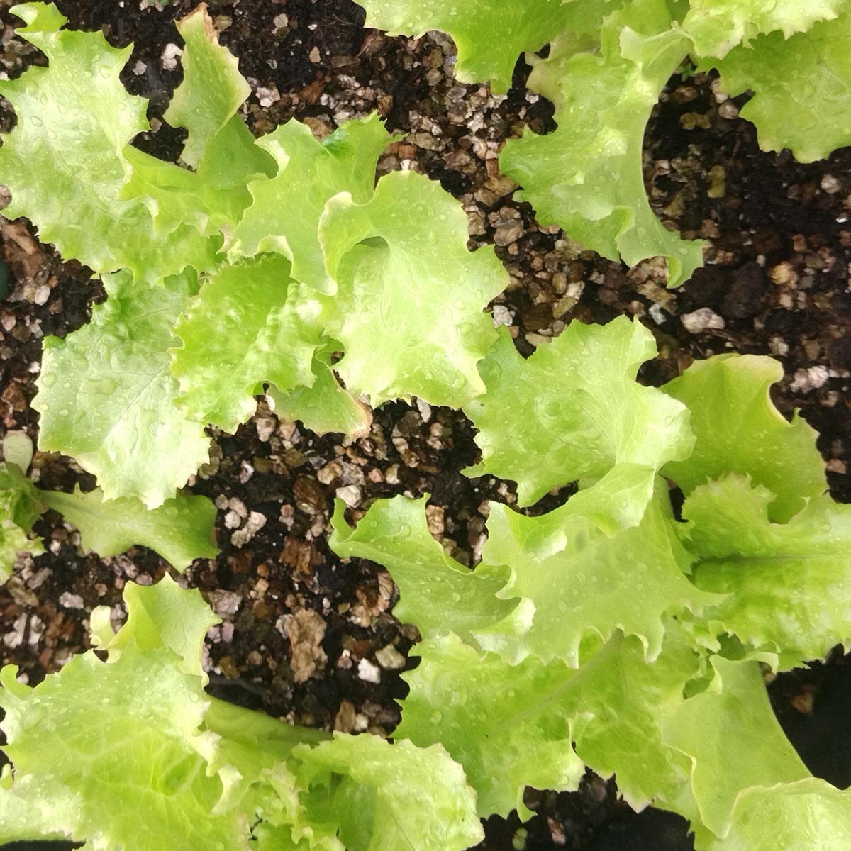 Batavia lettuce 'Grazer Krauthäuptel' (Lactuca sativa) Seeds