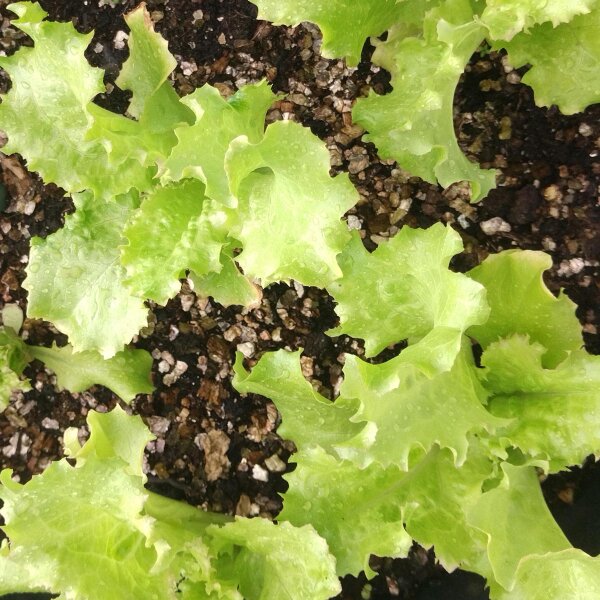 Batavia lettuce 'Grazer Krauthäuptel' (Lactuca sativa) Seeds