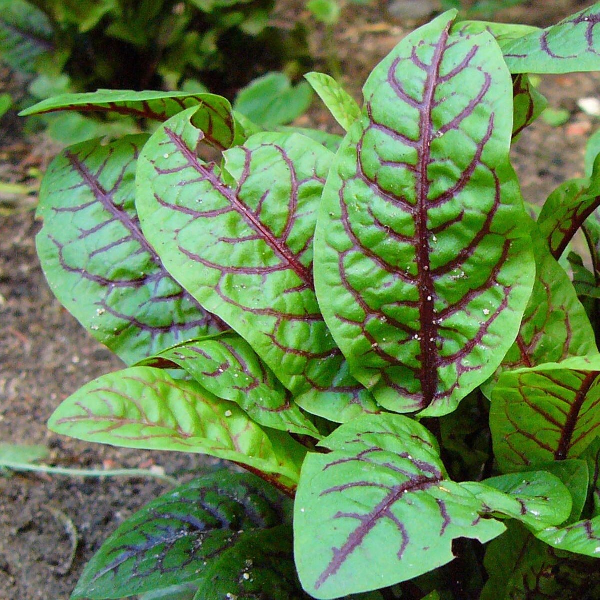 Bloody Dock/ Red Veined Sorrel (Rumex sanguineus) seeds