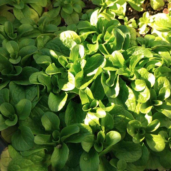 Lamb's Lettuce 'Dark Green Full Heart' (Valerianella locusta) seeds