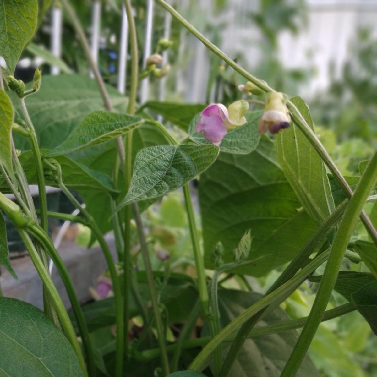 Dwarf Bush Bean 'Delinel' (Phaseolus vulgaris) seeds