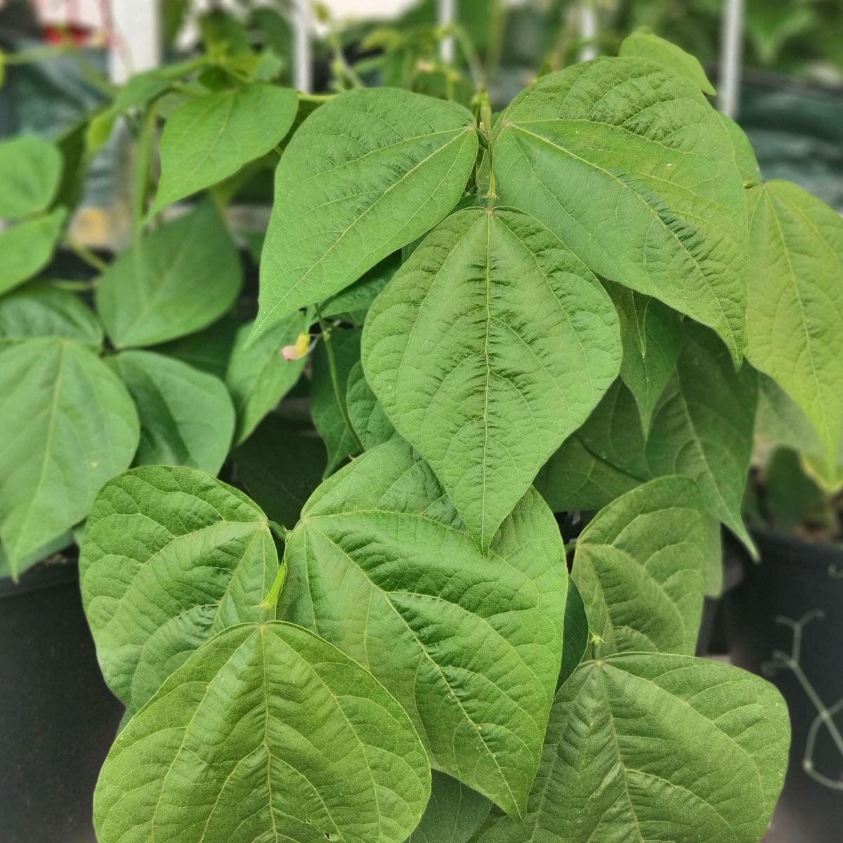 Dwarf Bush Bean 'Delinel' (Phaseolus vulgaris) seeds